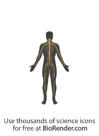 Free Nervous sytem (in body) Icons, Symbols & Images | BioRender
