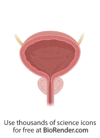 Free Bladder (male, cystitis) Icons, Symbols & Images | BioRender