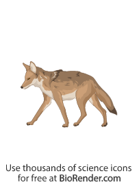 Free Coyote Icons, Symbols & Images | BioRender