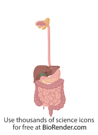 Free GI tract Icons, Symbols & Images | BioRender