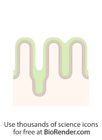 Free Jejunum epithelium (with mucous) Icons, Symbols & Images | BioRender