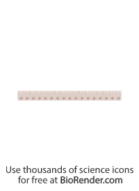 Free Intestinal Epithelia Icons, Symbols & Images | BioRender