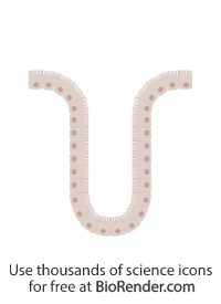 Free Intestinal crypt 2 Icons, Symbols & Images | BioRender