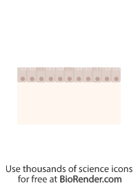 Free Intestinal epithelium (small) Icons, Symbols & Images | BioRender