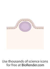 Free Intestinal epithelium (Peyer's patch) Icons, Symbols & Images ...