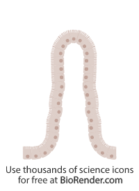 Free Intestinal villus (leaf-like) Icons, Symbols & Images | BioRender