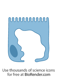 Free M-cell (with microfolds) Icons, Symbols & Images | BioRender