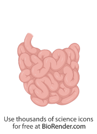 Free Small intestine Icons, Symbols & Images | BioRender