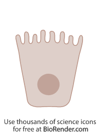 Free Enterocyte (flattened, 2) Icons, Symbols & Images | BioRender