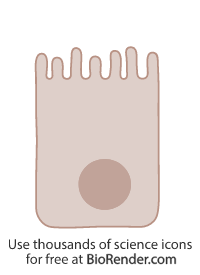 Free Enterocyte (flattened, 1) Icons, Symbols & Images | BioRender