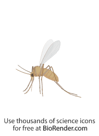 Free Sandfly Icons, Symbols & Images | BioRender