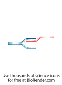 Free Transcription Icons, Symbols & Images | BioRender