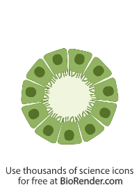 Free Bile duct Icons, Symbols & Images | BioRender