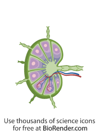 Free Lymph node Icons, Symbols & Images | BioRender