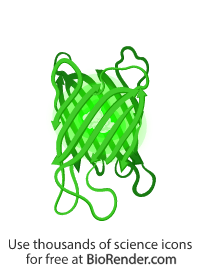Free Soluble Proteins Icons, Symbols & Images | BioRender