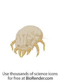 Free Dust mite Icons, Symbols & Images | BioRender