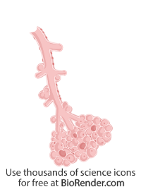 Free Respiratory tree (cross-section) Icons, Symbols & Images | BioRender