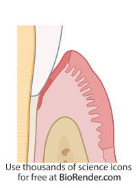 Free Gingival Epithelium Icons, Symbols & Images | BioRender