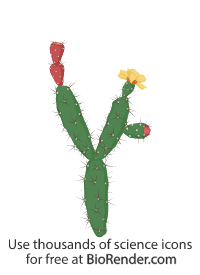 Free Tiger Pear Icons, Symbols & Images | BioRender