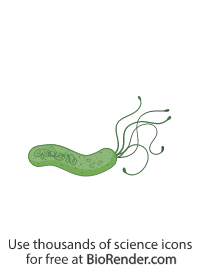 Free Helicobacter pylori Icons, Symbols & Images | BioRender