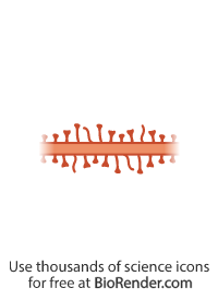 Free Dendritic spine Icons, Symbols & Images | BioRender