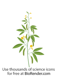 Free Pigeon Pea Icons, Symbols & Images | BioRender