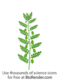 Free Chickpea (plant) Icons, Symbols & Images | BioRender