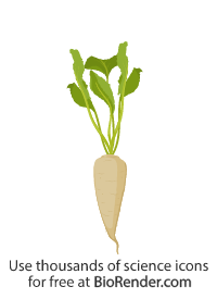 Free Chicory root Icons, Symbols & Images | BioRender