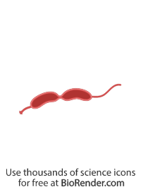 Free Caulobacter crescentus (pre-divisional stage) Icons, Symbols ...