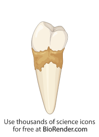 Free Tooth (premolar, periodontal disease, tooth only) Icons, Symbols ...