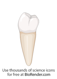 Free Tooth (premolar, healthy, tooth only) Icons, Symbols & Images ...
