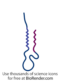 Free Polypeptide (with signal peptide and transmembrane domain) Icons ...