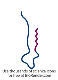 Free Polypeptide (with signal peptide) 2 Icons, Symbols & Images ...