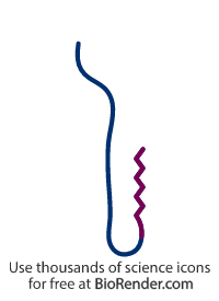 Free Polypeptide (with signal peptide) Icons, Symbols & Images | BioRender