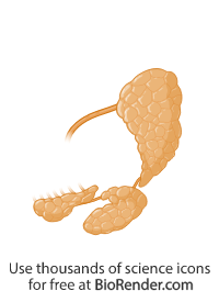 Free Salivary glands Icons, Symbols & Images | BioRender