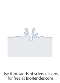 Free Ruffling membrane (bilayer, filled) Icons, Symbols & Images ...