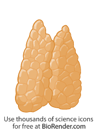 Free Thymus Icons, Symbols & Images | BioRender