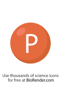 Free Element, Phosphorus Icons, Symbols & Images | BioRender