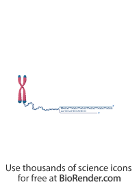 Free Telomere Icons, Symbols & Images | BioRender