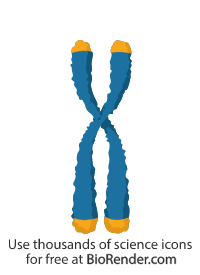 Free Chromosome (with telomeres 2) Icons, Symbols & Images | BioRender