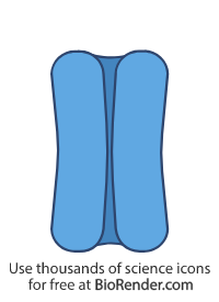 Free Ion Channel (generic, closed) Icons, Symbols & Images | BioRender