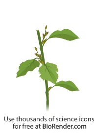 Free Black cottonwood (section, budding) Icons, Symbols & Images ...