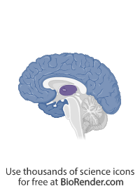 Free Brain (sagittal cut, thalamus and cortex) Icons, Symbols & Images ...