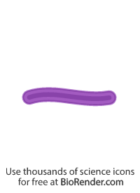 Free Mycobacterium Icons, Symbols & Images | BioRender