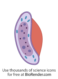 Free Plasmodium falciparum Gamete Stage 5 Male Icons, Symbols & Images ...