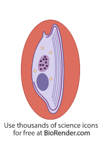 Free Plasmodium falciparum Gamete Stage 3 Icons, Symbols & Images ...