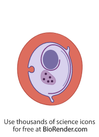 Free Plasmodium falciparum Gamete Stage 1 Icons, Symbols & Images ...