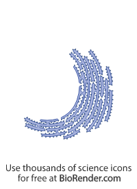 Free Rough endoplasmic reticulum (2D) Icons, Symbols & Images | BioRender