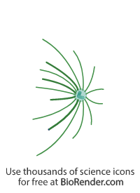 Free Spindle Apparatus, 5 Icons, Symbols & Images | BioRender