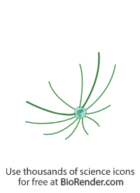 Free Spindle Apparatus, 4 Icons, Symbols & Images | BioRender